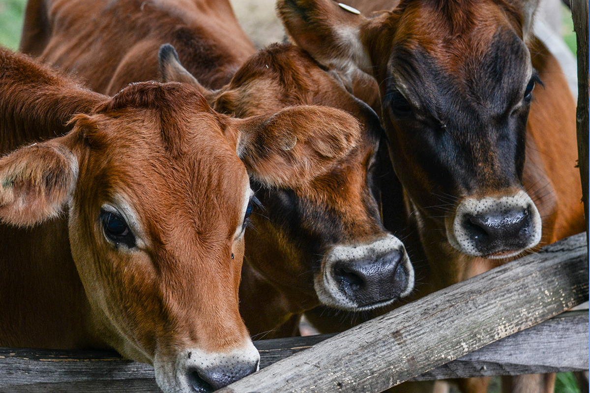 Jersey Cows - Billings Farm and Museum, Woodstock, Vermont Farm