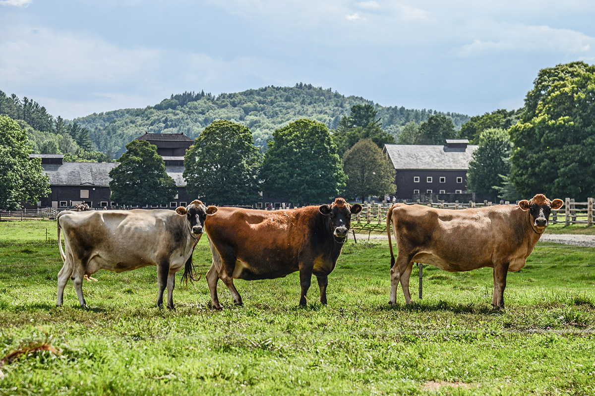 Jersey Cows - Billings Farm and Museum, Woodstock, Vermont Farm