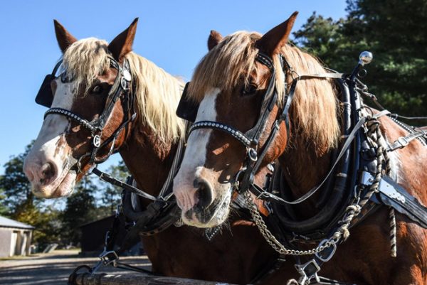 Billings Farm and Museum - Billings Farm Woodstock, Vermont