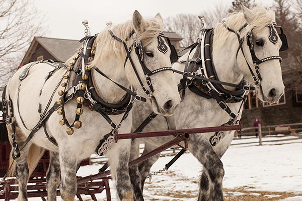 Horse-Drawn Rides - Billings Farm