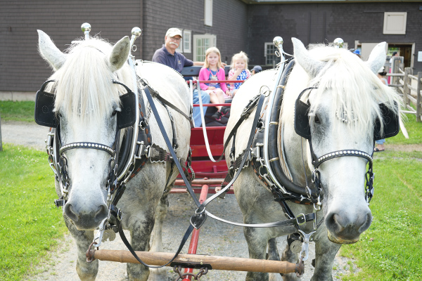 Horse-Drawn Rides - Billings Farm