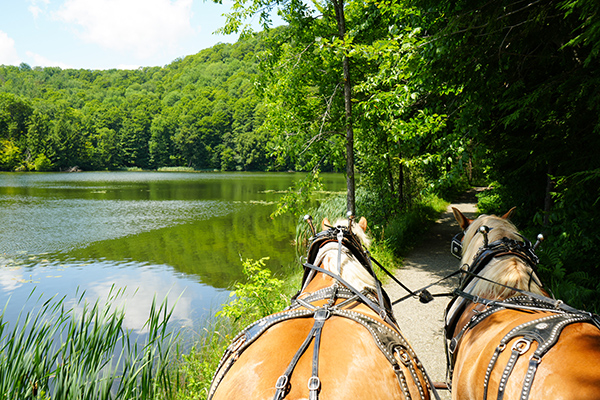 Horse-Drawn Rides - Billings Farm