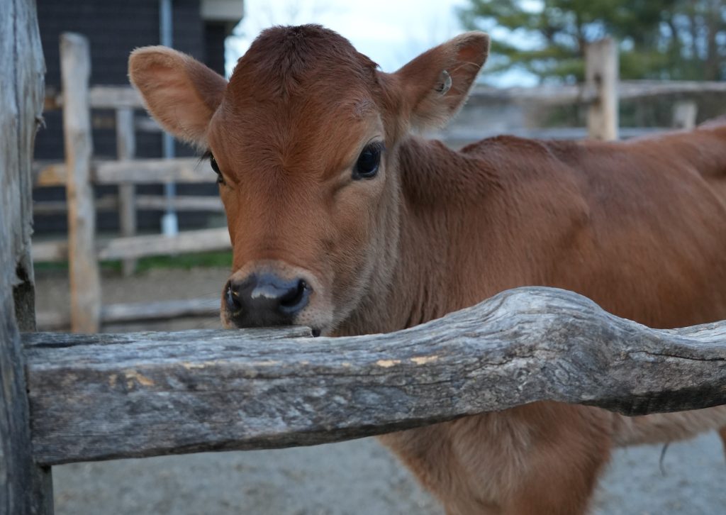 Farm Animals, Pastures & Barns - Billings Farm and Museum - Vermont